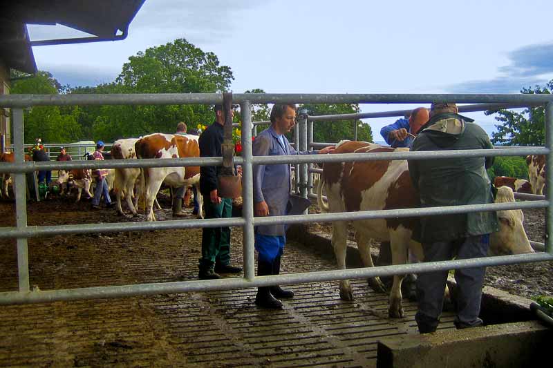 Montée et descente d'alpage, l'inalpe et la désalpe au pré de Mollens