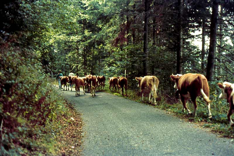 Montée et descente d'alpage, l'inalpe et la désalpe au pré de Mollens