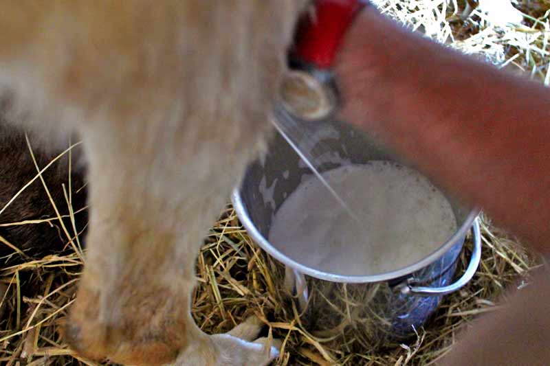 Lait de chèvre d'alpage, lactation et traite